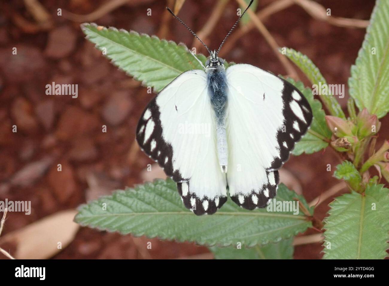African Common White (Belenois creona severina Stock Photo - Alamy