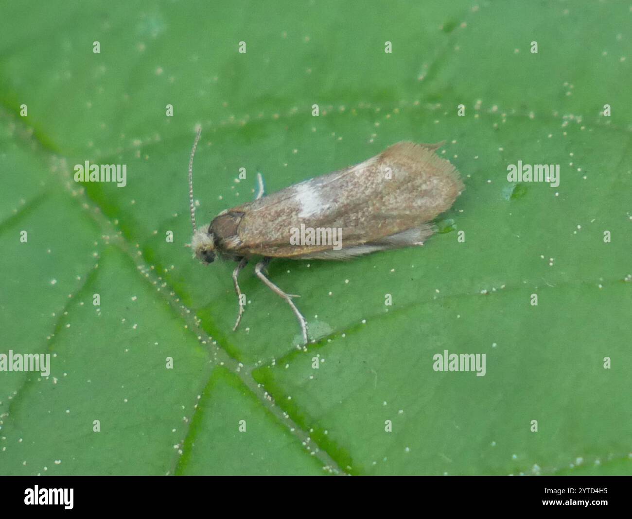 Fairy Moths and Allies (Adeloidea Stock Photo - Alamy