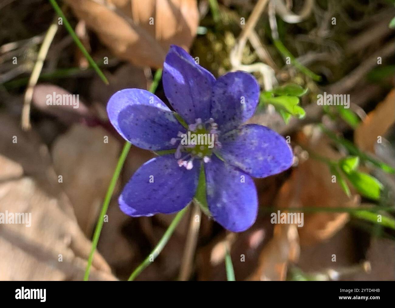 Liverleaf (Hepatica nobilis Stock Photo - Alamy