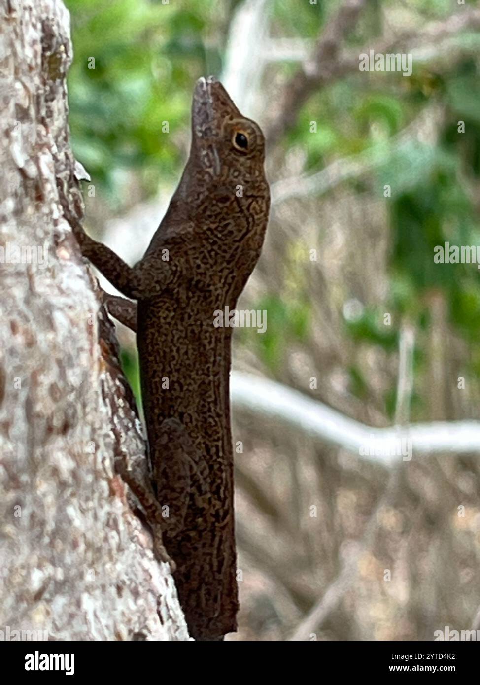 Crested Anole (Anolis cristatellus Stock Photo - Alamy