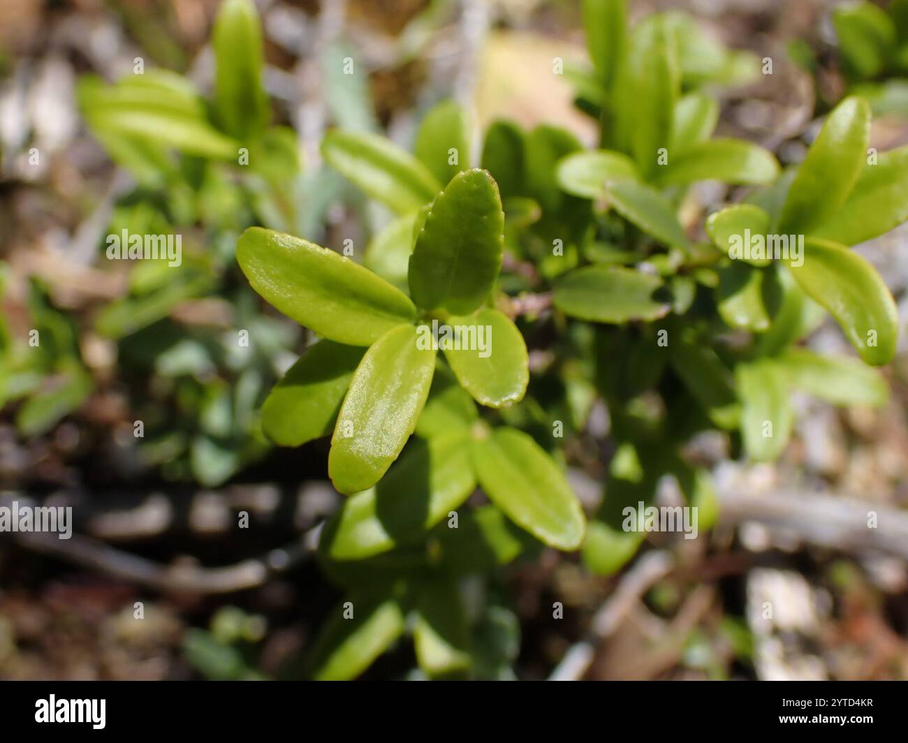 Oregon Boxwood (Paxistima myrsinites Stock Photo - Alamy