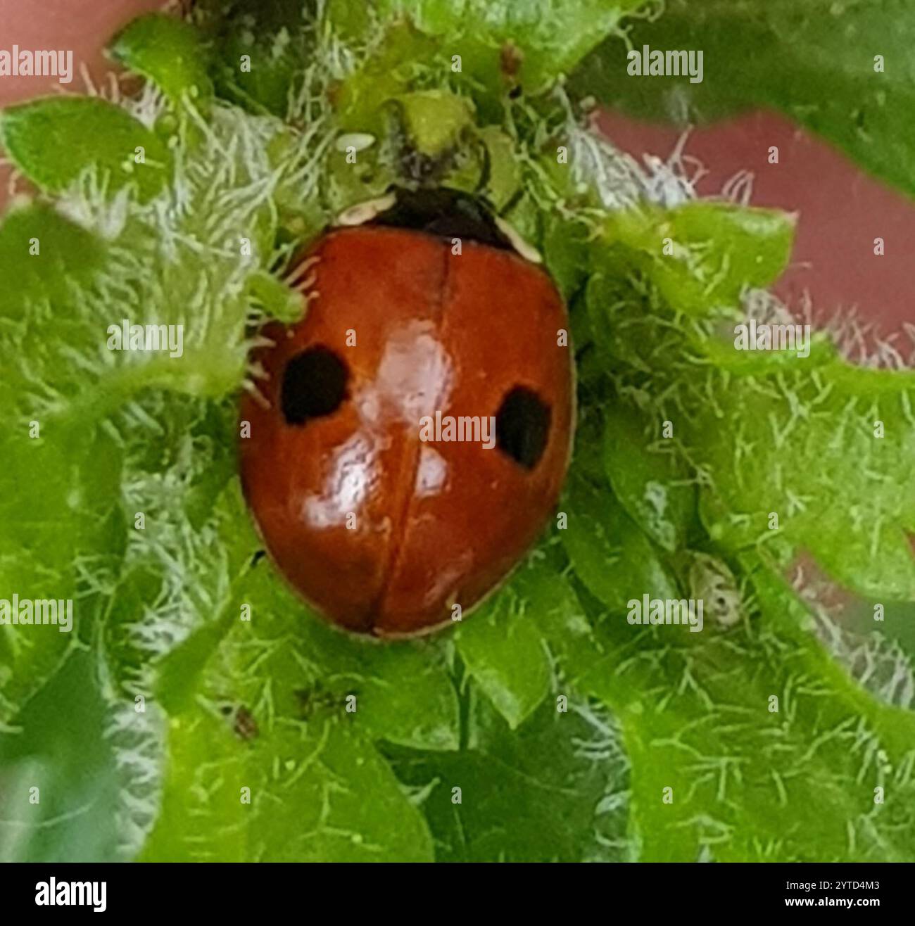 Two-spotted Lady Beetle (Adalia bipunctata Stock Photo - Alamy