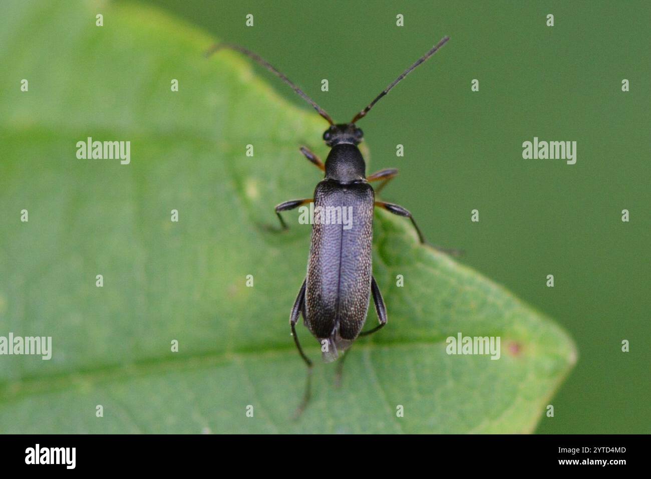 common grammoptera (Grammoptera ruficornis Stock Photo - Alamy