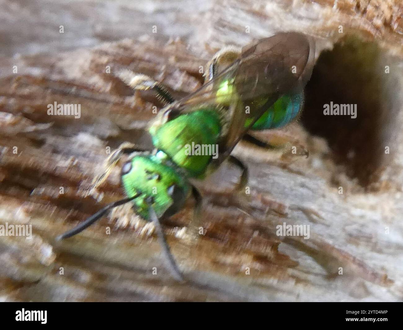 Augochlora pura hi-res stock photography and images - Alamy
