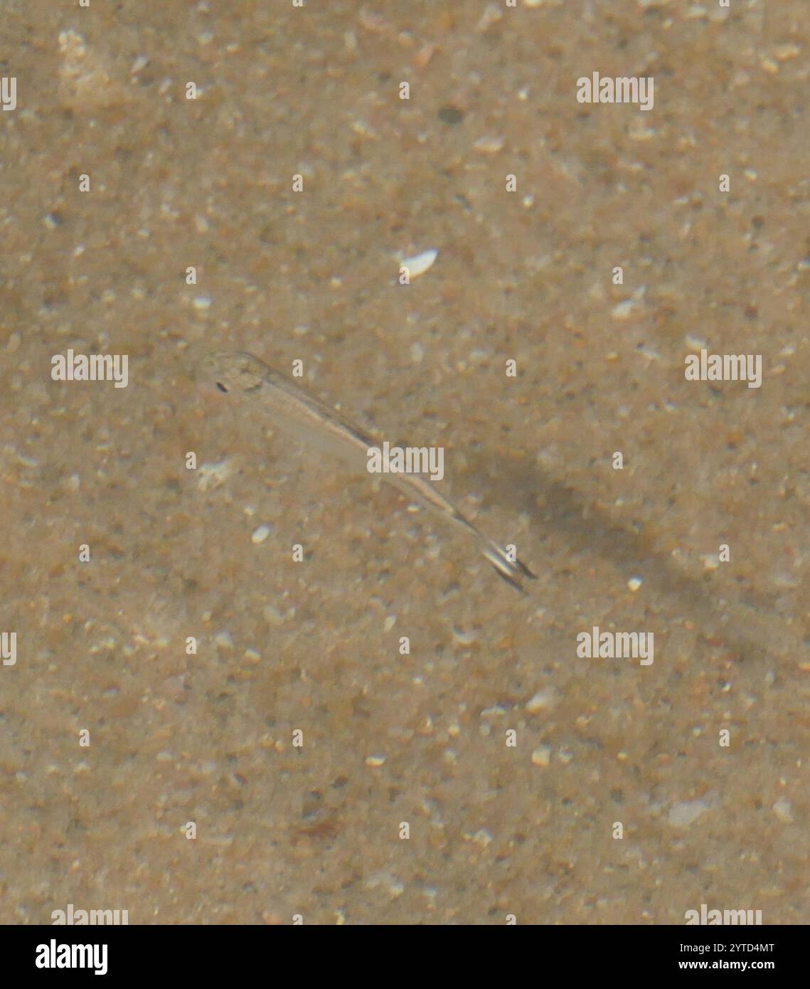 Ray-finned Fishes (Actinopterygii Stock Photo - Alamy