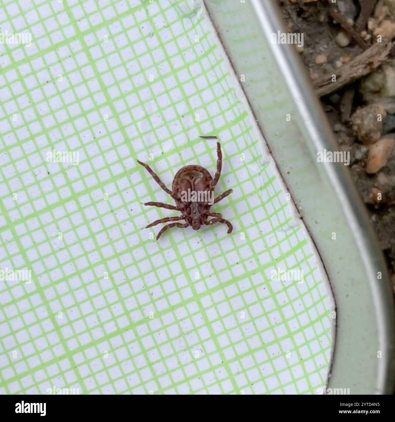 Rocky Mountain Wood Tick (Dermacentor andersoni Stock Photo - Alamy