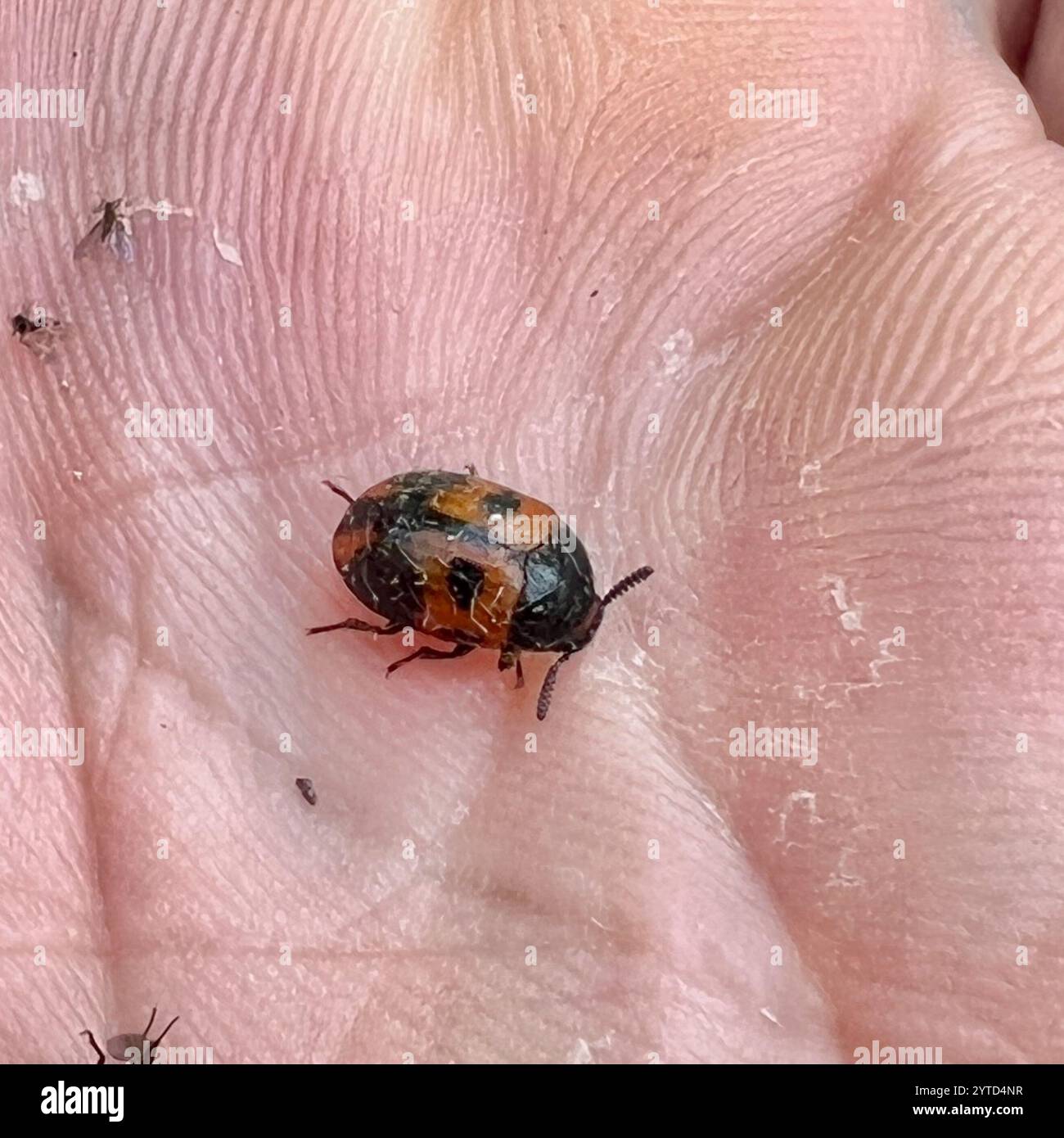 Two-spotted Diaperis (Diaperis maculata Stock Photo - Alamy