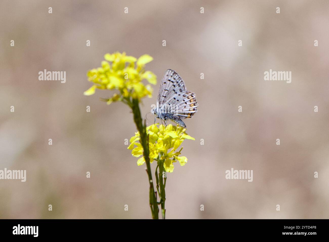 Acmon Blue (Icaricia acmon Stock Photo - Alamy