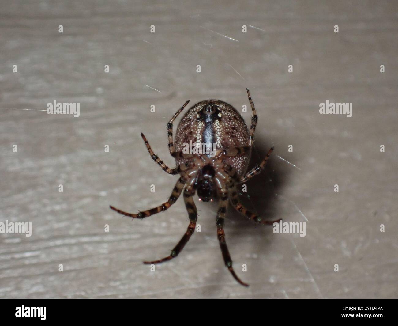 Silver-sided Sector Spider (Zygiella x-notata Stock Photo - Alamy