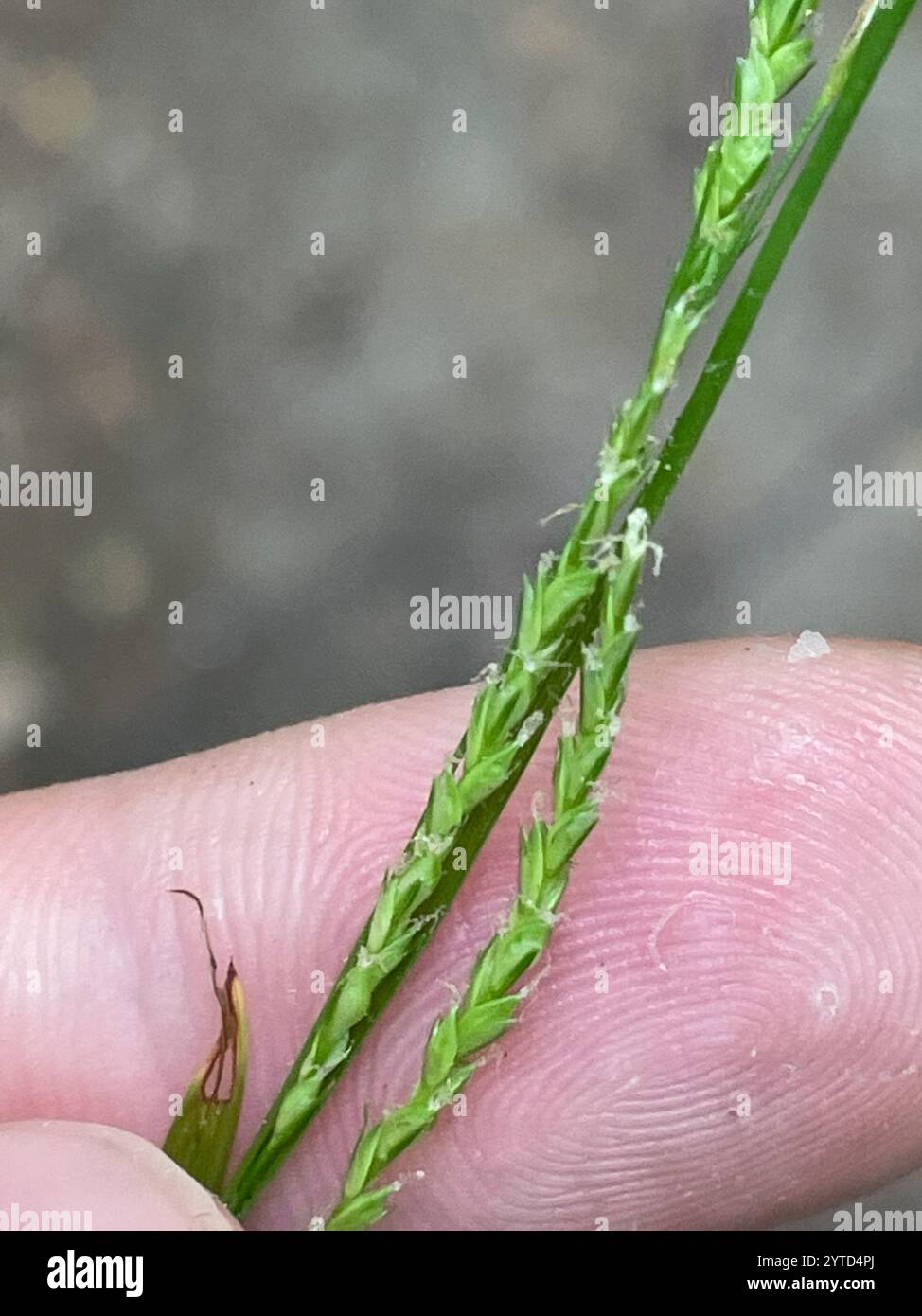 true sedges (Carex Stock Photo - Alamy