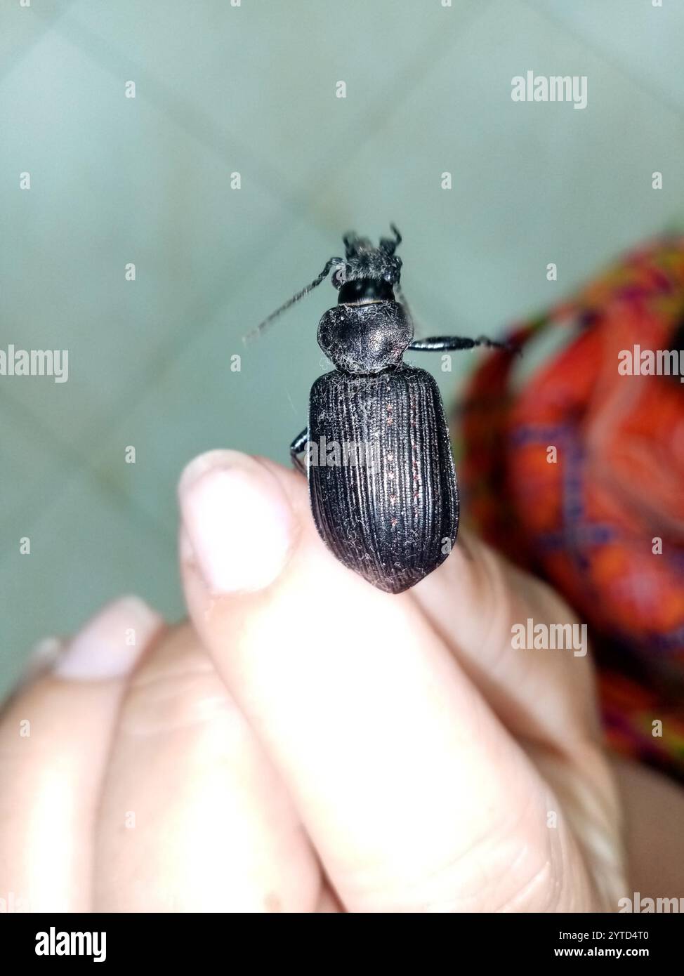 Caterpillar-hunter Beetles (Calosoma Stock Photo - Alamy