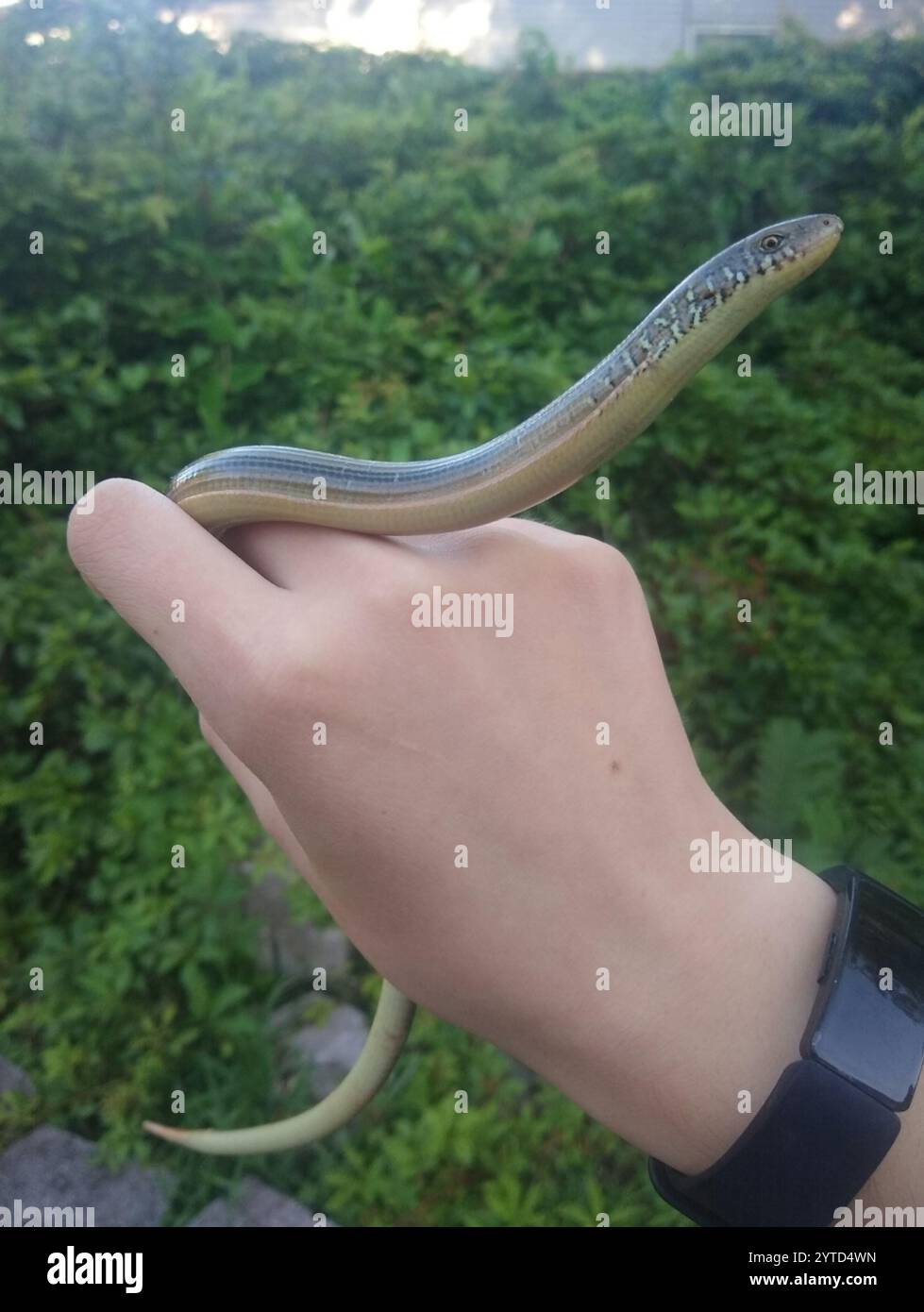 Eastern Glass Lizard (Ophisaurus ventralis Stock Photo - Alamy