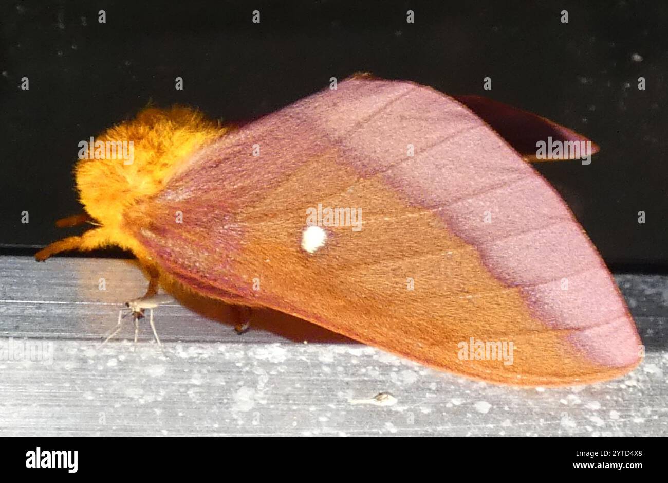 Pink-striped Oakworm Moth (Anisota virginiensis Stock Photo - Alamy