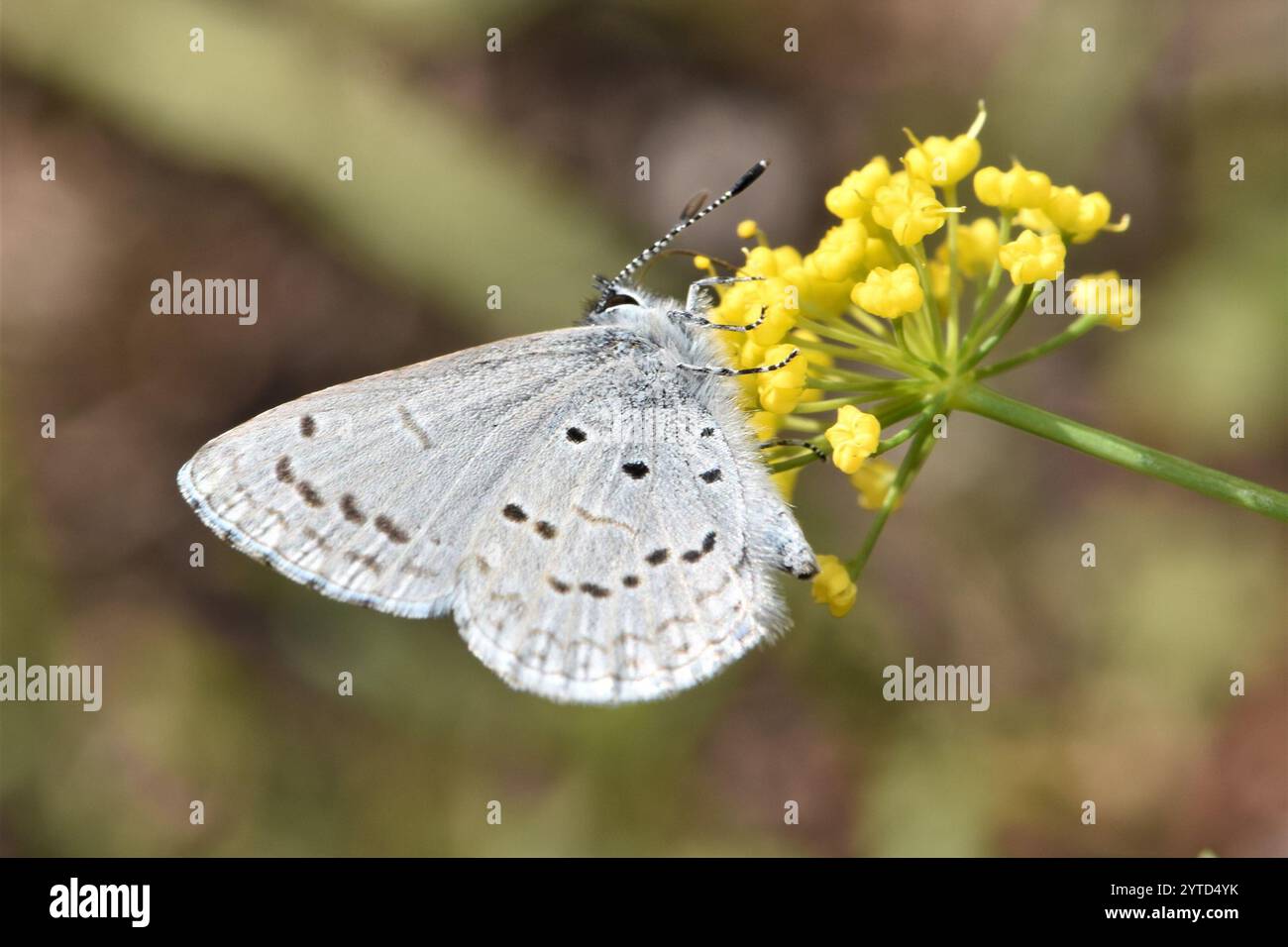 Echo Azure (Celastrina echo Stock Photo - Alamy