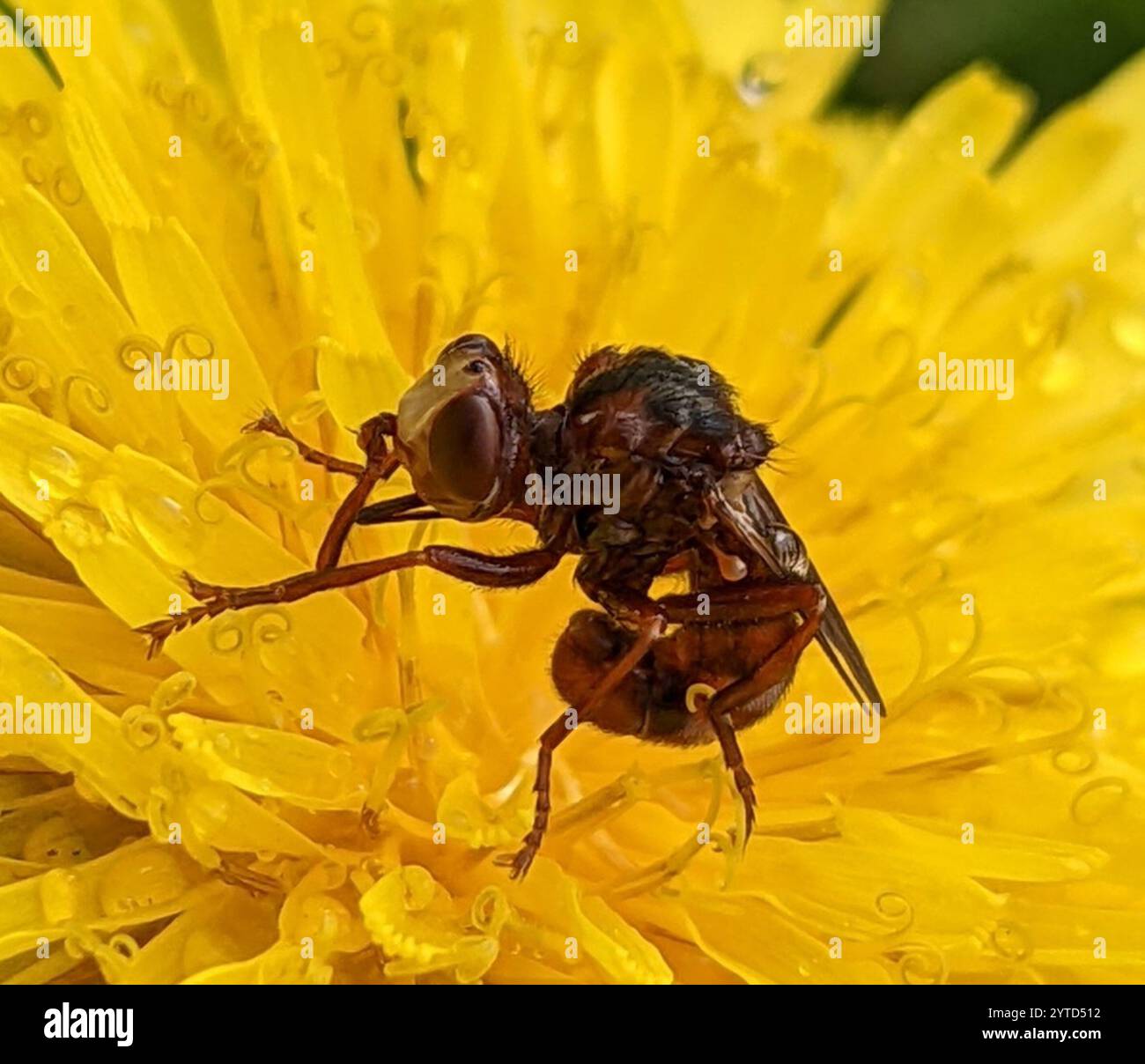 Ferruginous bee grabber hi-res stock photography and images - Alamy