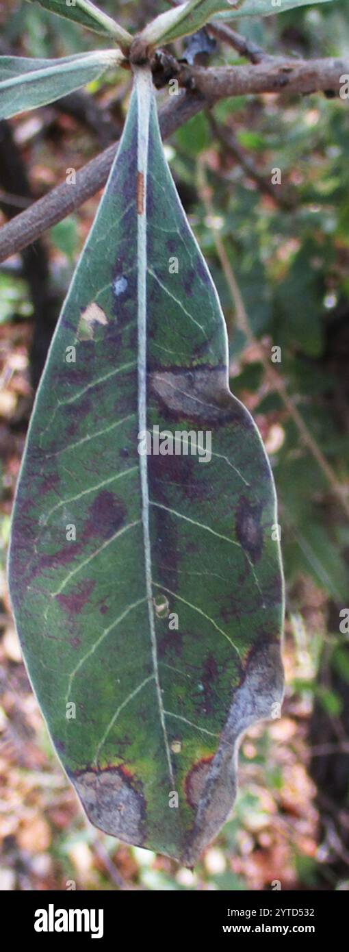 silver terminalia (Terminalia sericea Stock Photo - Alamy