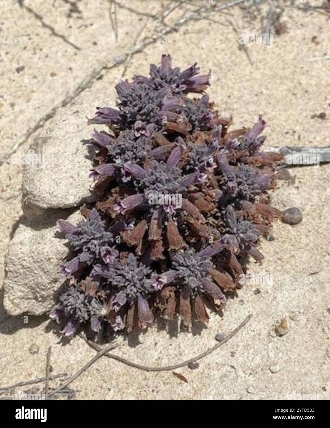Chaparral Broomrape (Aphyllon tuberosum Stock Photo - Alamy