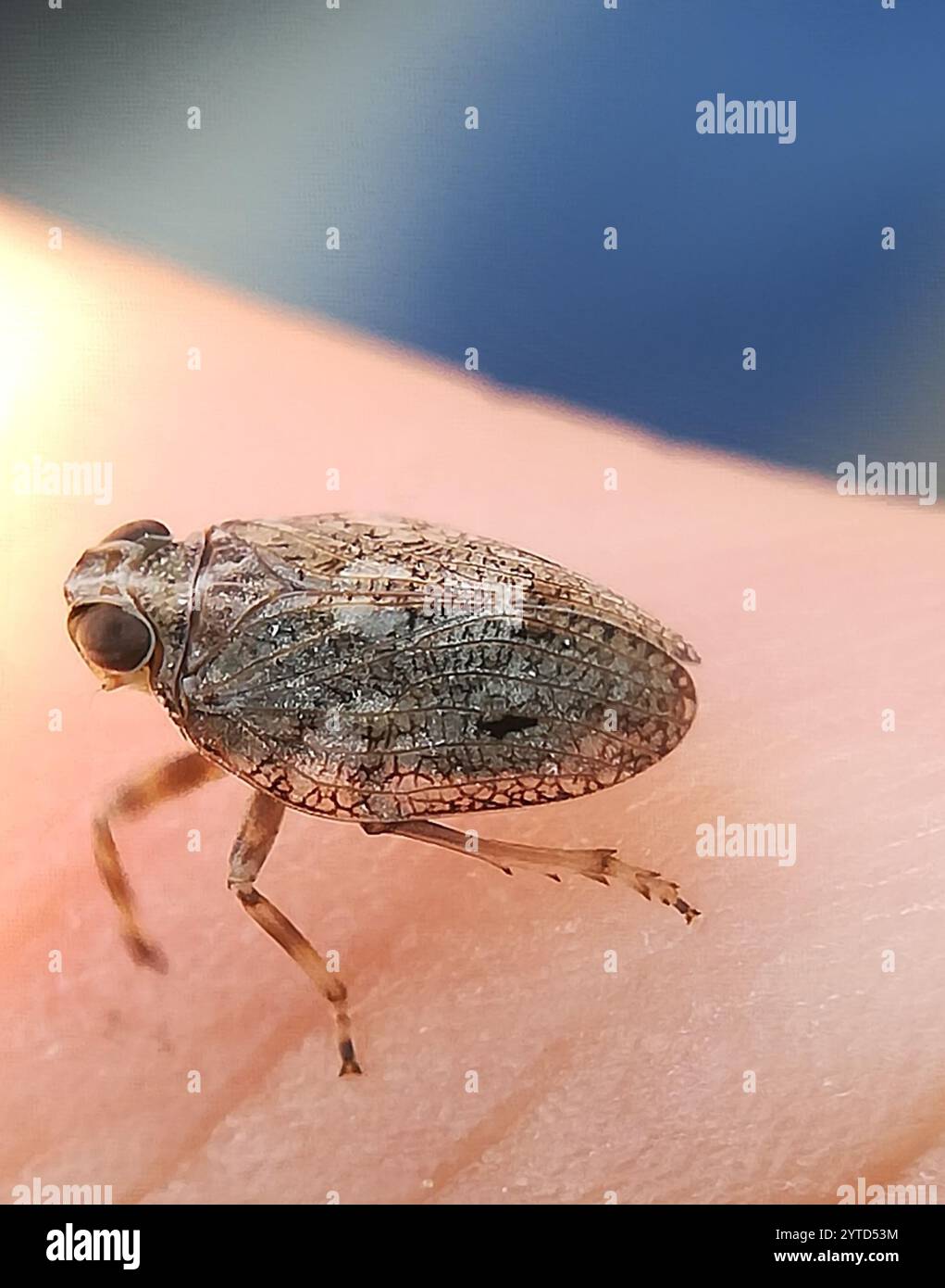 Issus coleoptratus hi-res stock photography and images - Alamy