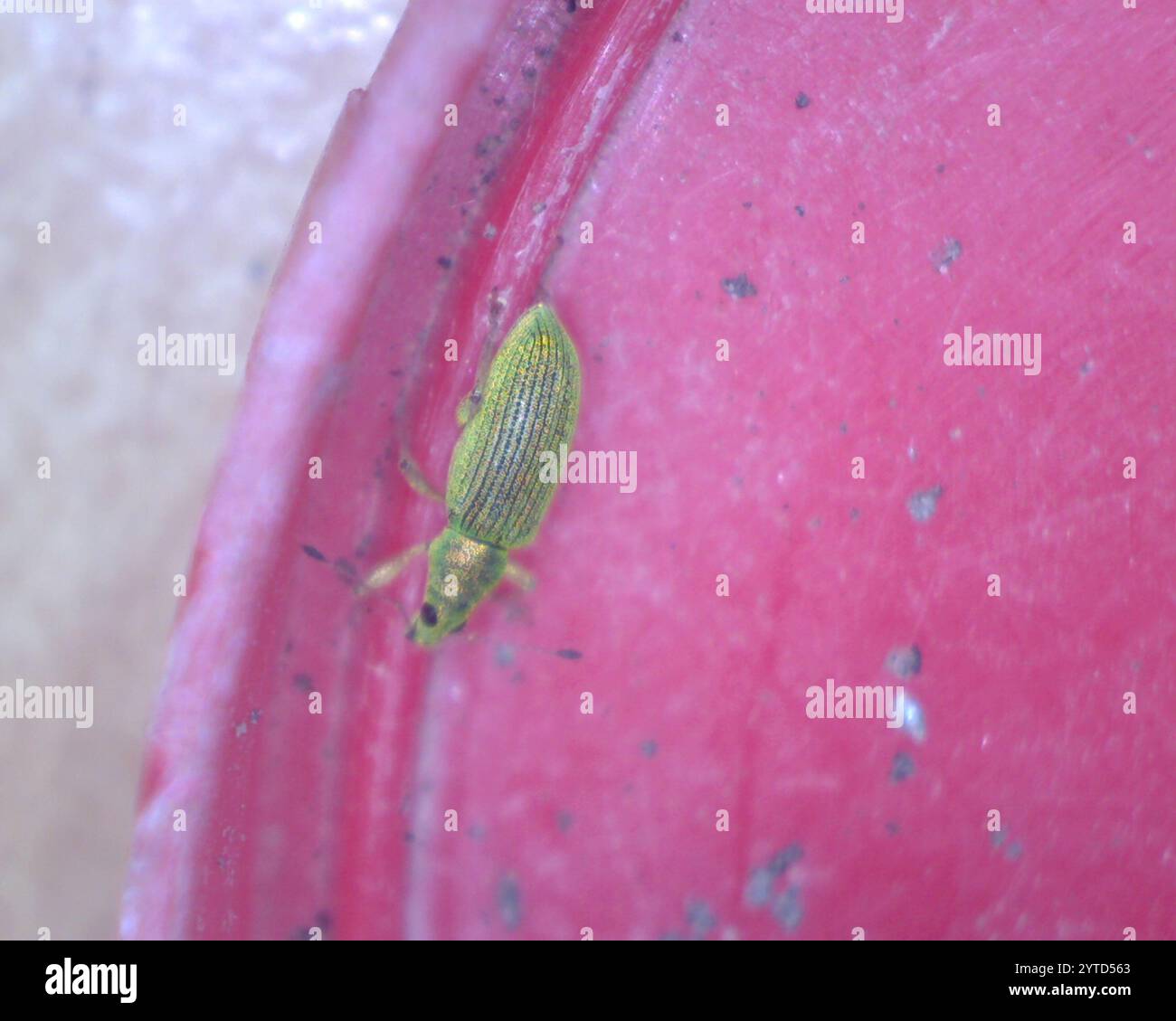 Green Immigrant Leaf Weevil (Polydrusus formosus Stock Photo - Alamy
