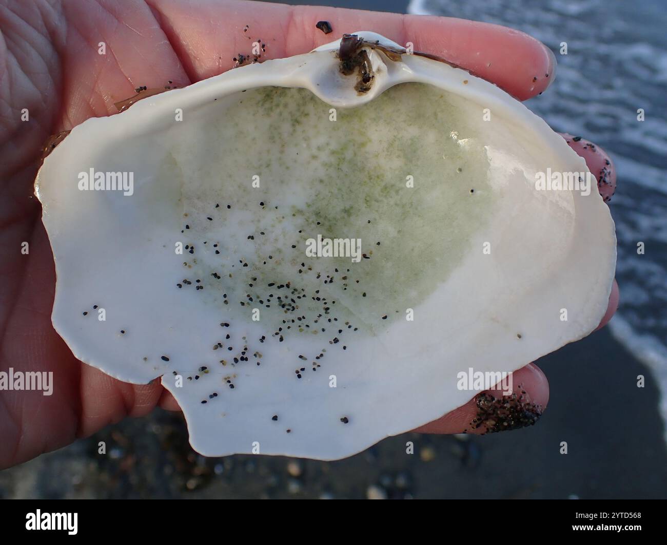 Tresus hi-res stock photography and images - Alamy