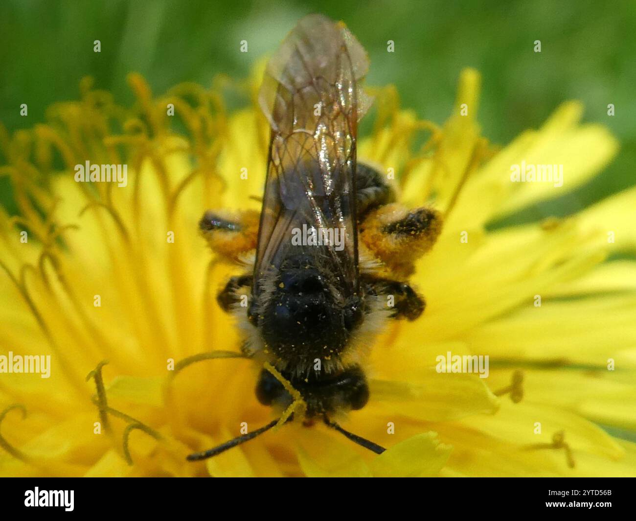 Mining Bees (Andrena Stock Photo - Alamy