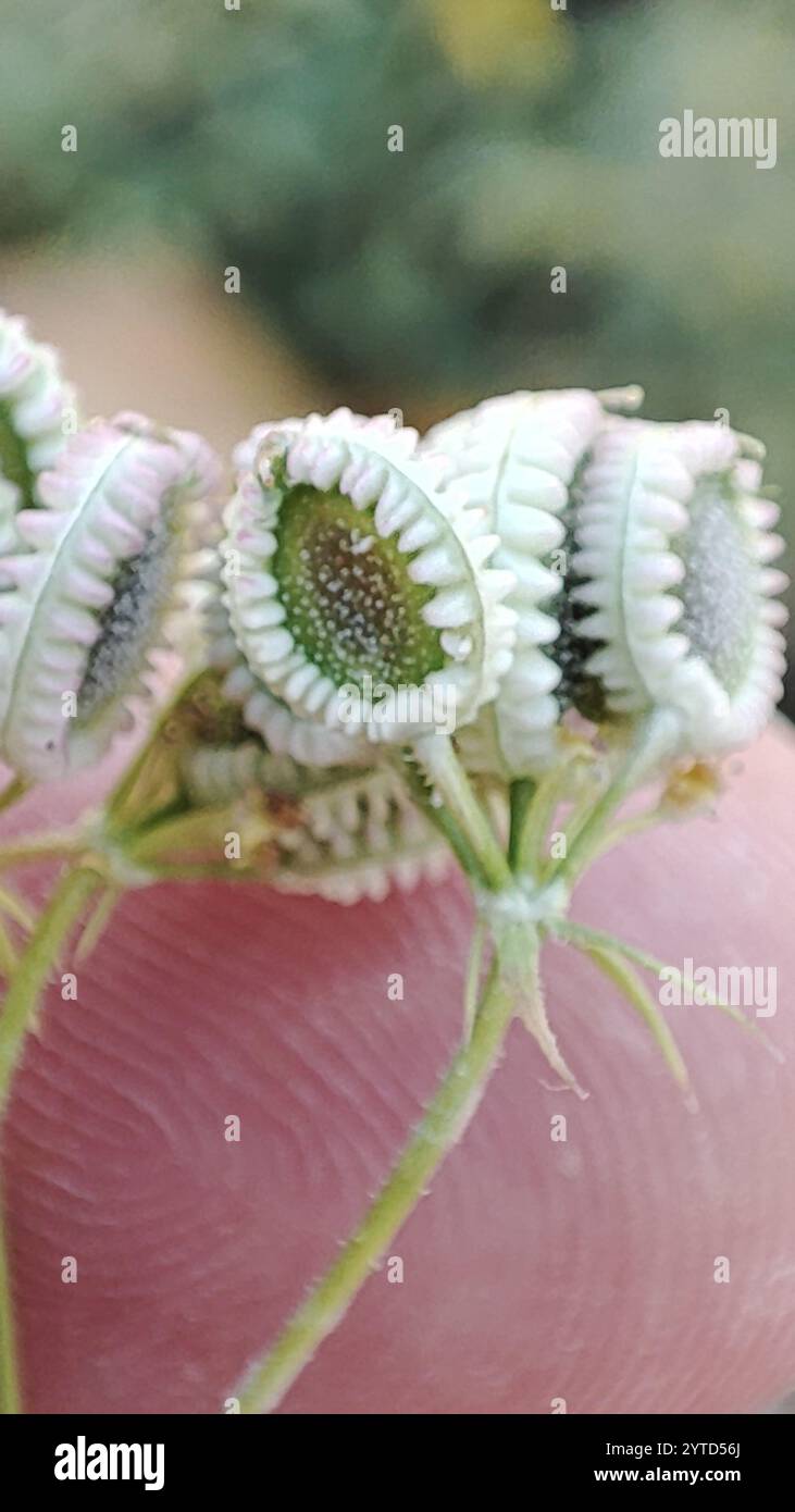 Mediterranean Hartwort (Tordylium apulum Stock Photo - Alamy