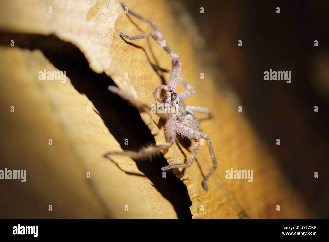 Mountain Huntsman (Isopeda montana Stock Photo - Alamy