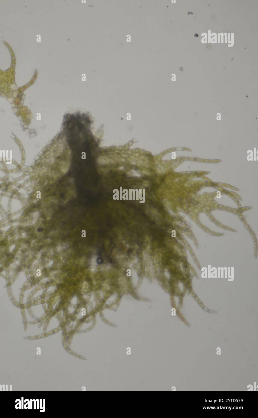 Tree Fringewort (Ptilidium pulcherrimum Stock Photo - Alamy