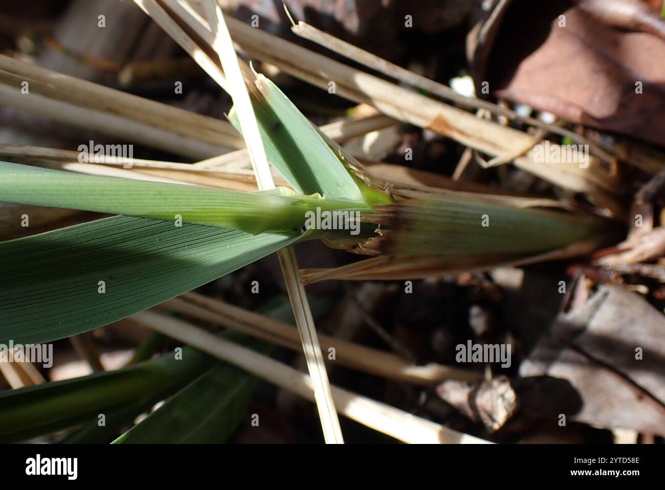 American dune grass leymus mollis hi-res stock photography and images - Alamy