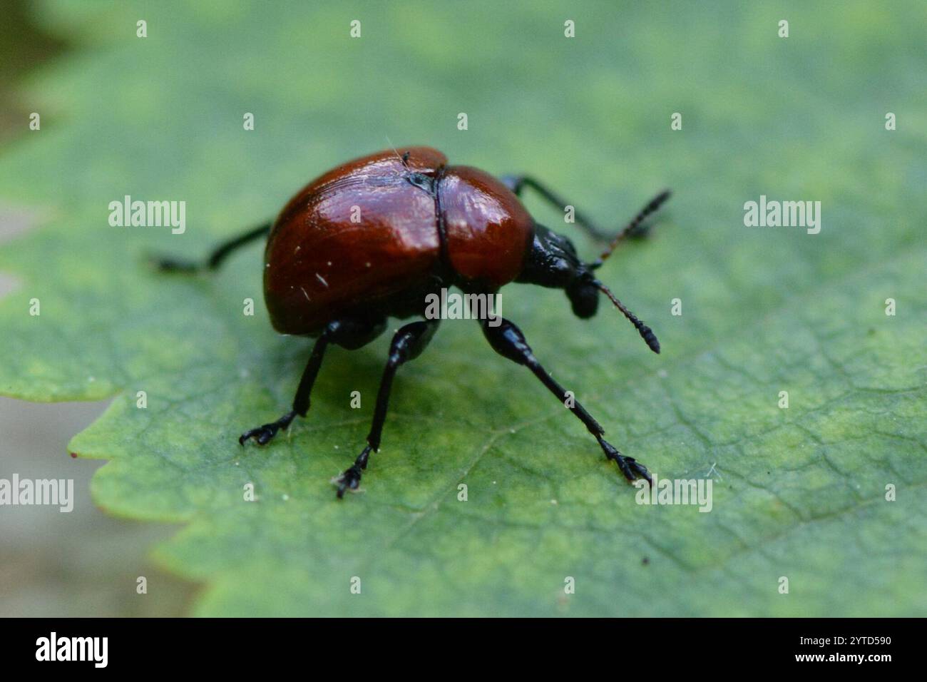 Oak leaf-roller (Attelabus nitens Stock Photo - Alamy