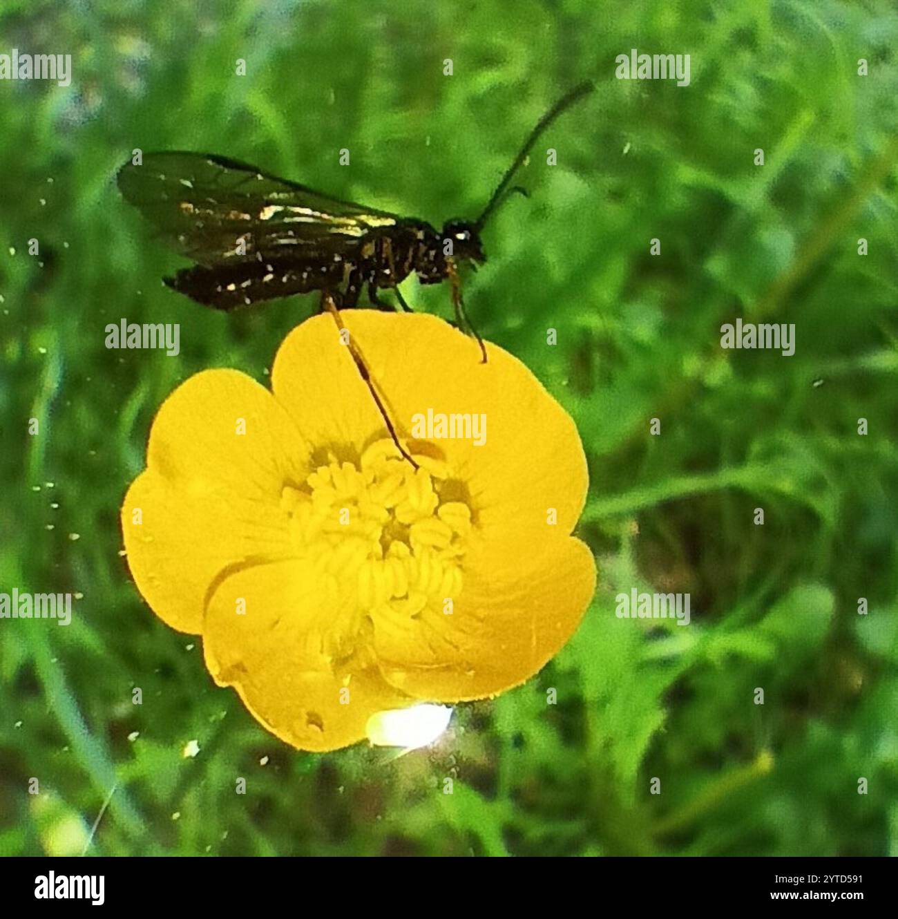 Stem Sawflies (Cephidae Stock Photo - Alamy