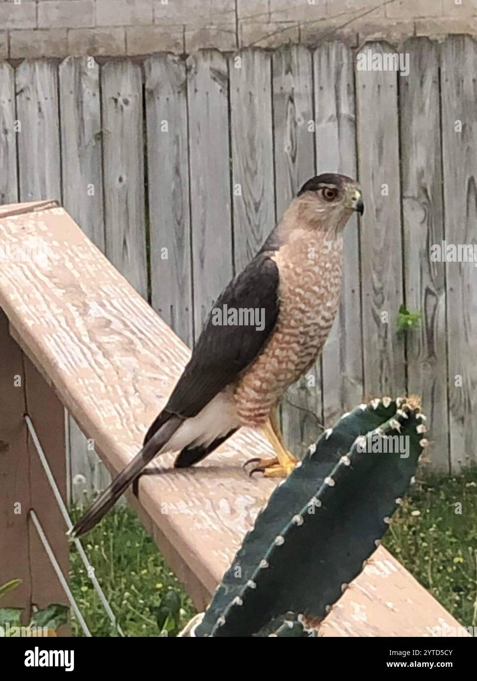 Cooper's Hawk (Astur cooperii Stock Photo - Alamy