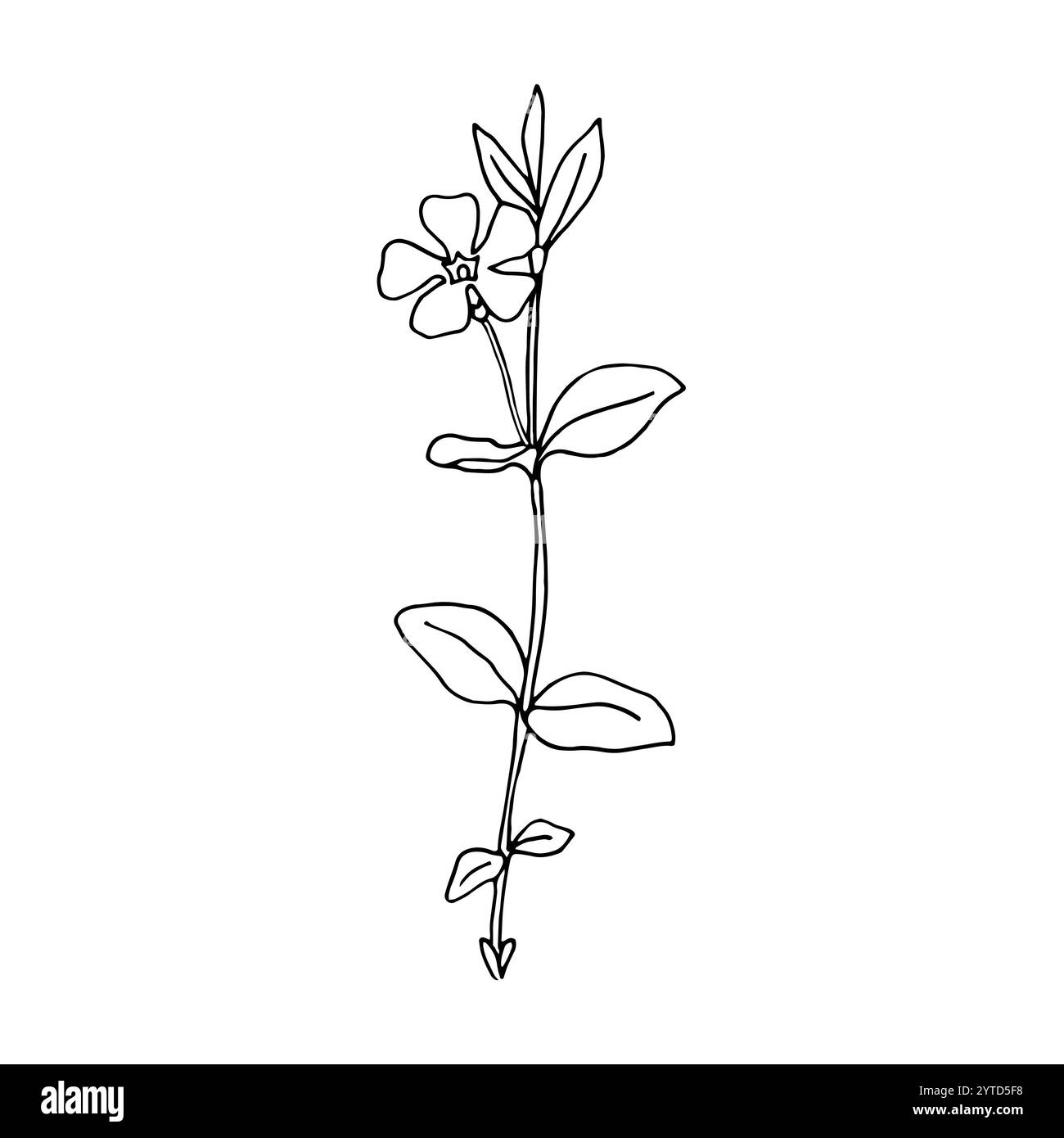 Minimalistic floral line drawing by hand. Decorative botanical elements ...