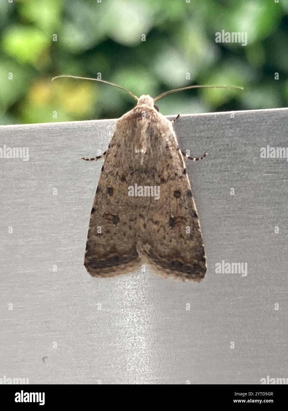 Pale Mottled Willow Moth (Caradrina clavipalpis Stock Photo - Alamy