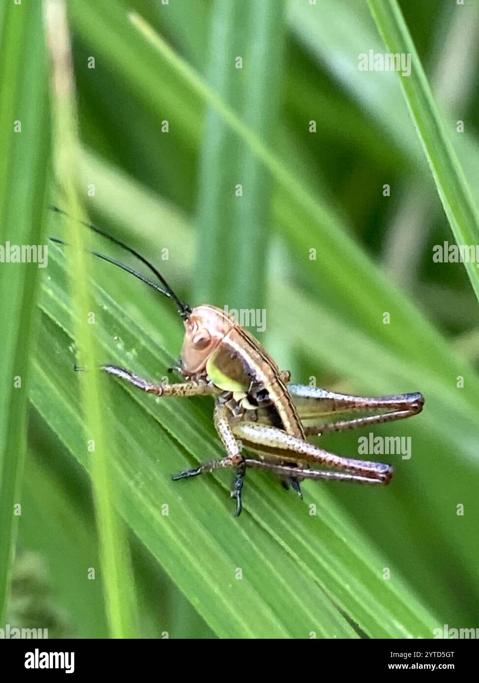 Roesels bush cricket roeseliana hi-res stock photography and images - Alamy