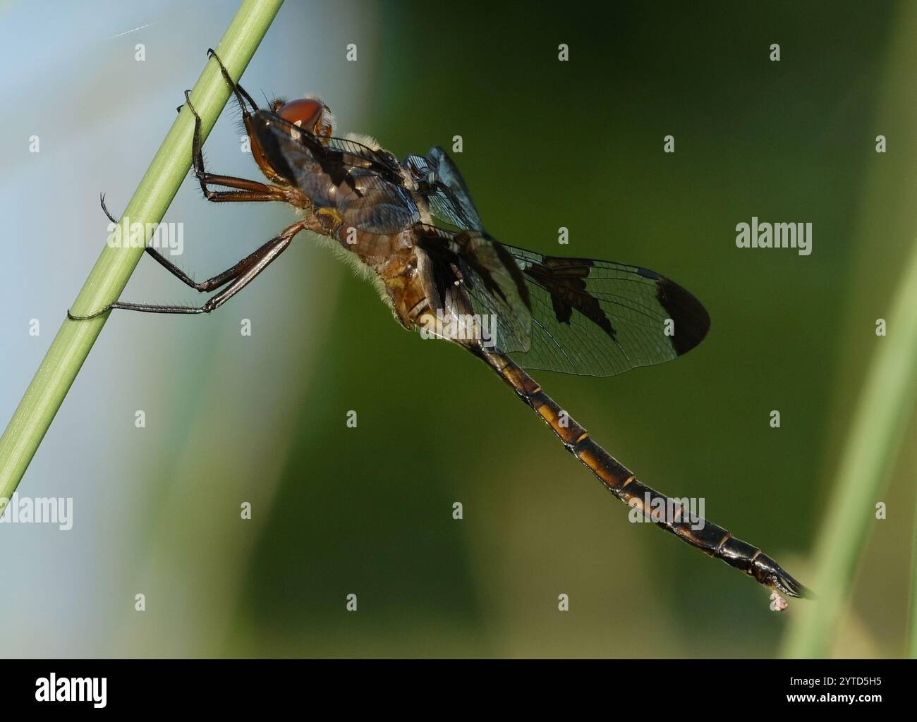 Prince Baskettail (Epitheca princeps Stock Photo - Alamy
