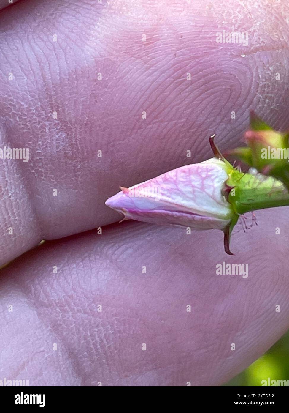 Maryland meadowbeauty (Rhexia mariana Stock Photo - Alamy