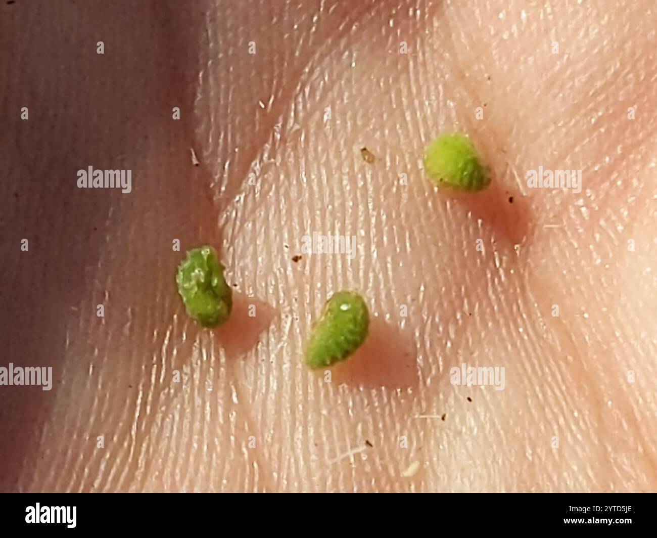 Common Fiddleneck (Amsinckia menziesii Stock Photo - Alamy