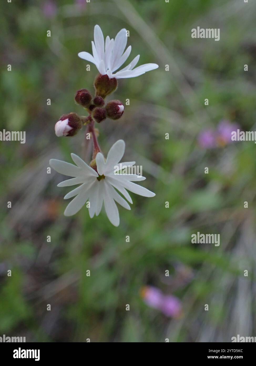 smallflower woodland star (Lithophragma parviflorum Stock Photo - Alamy