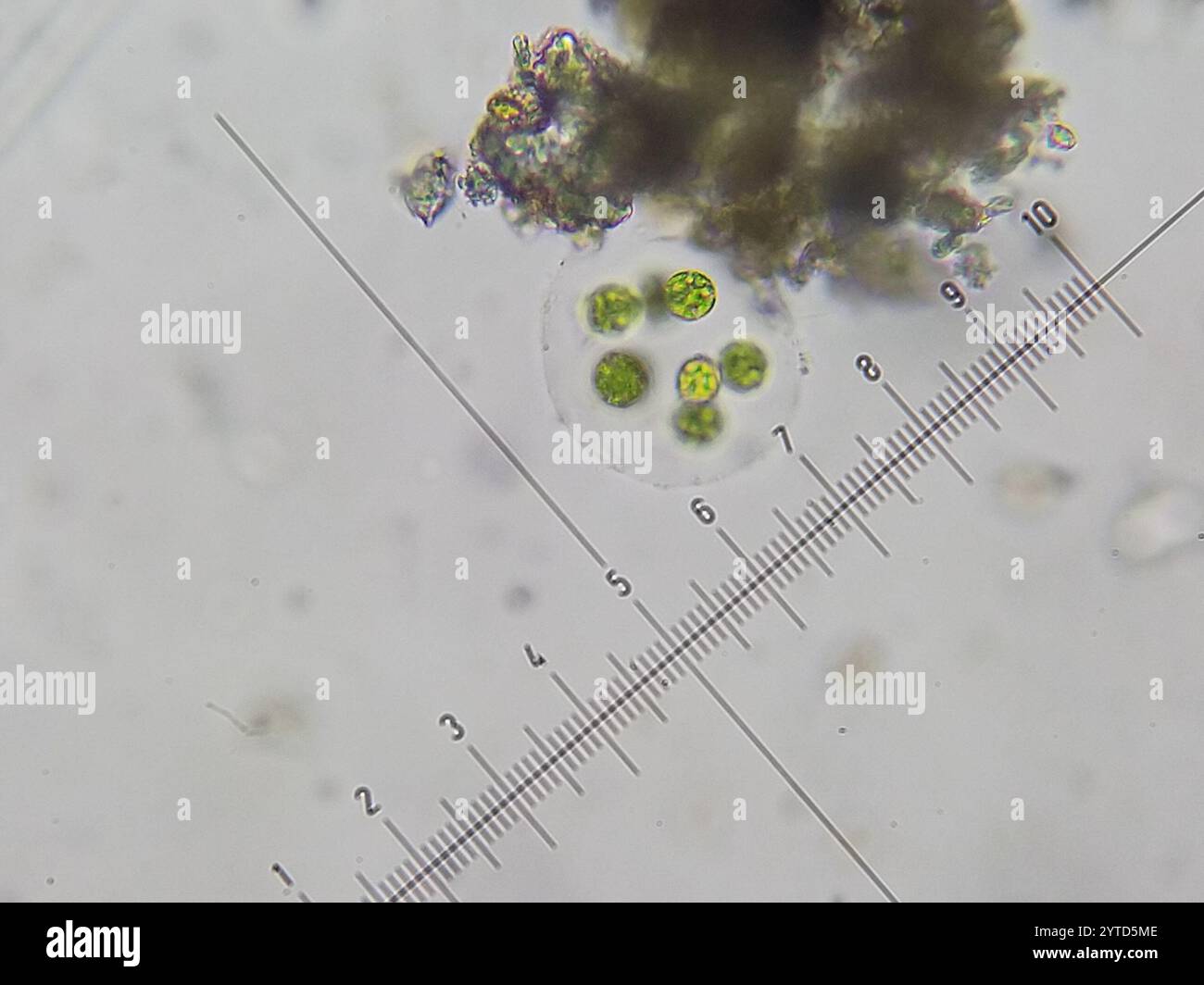 green algae (Chlorophyta Stock Photo - Alamy