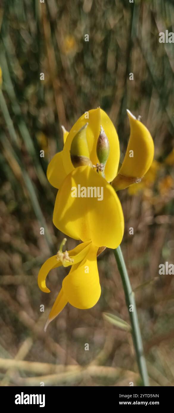 Spanish Broom (Spartium junceum Stock Photo - Alamy