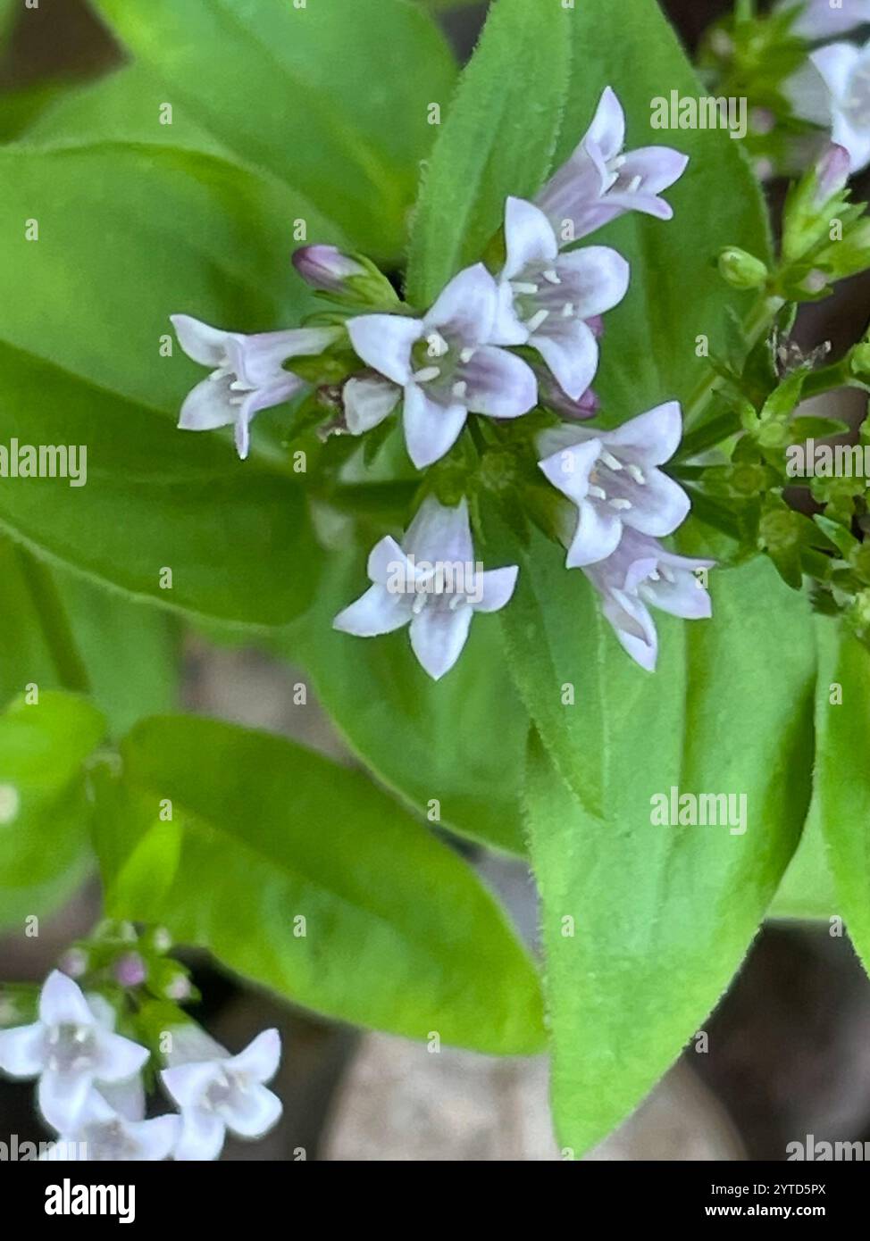 summer bluet (Houstonia purpurea Stock Photo - Alamy