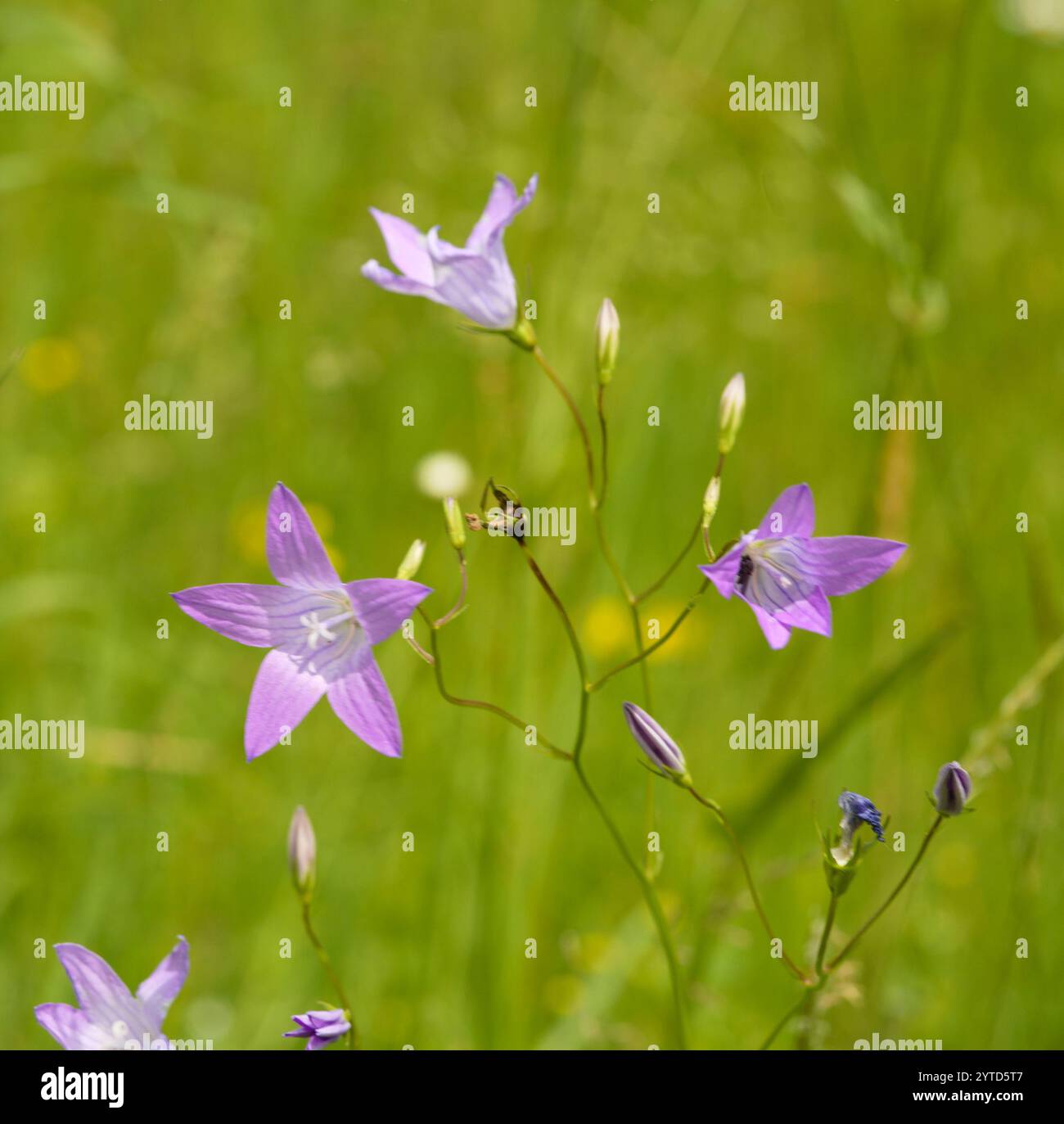 Spreading Bellflower (Campanula patula Stock Photo - Alamy