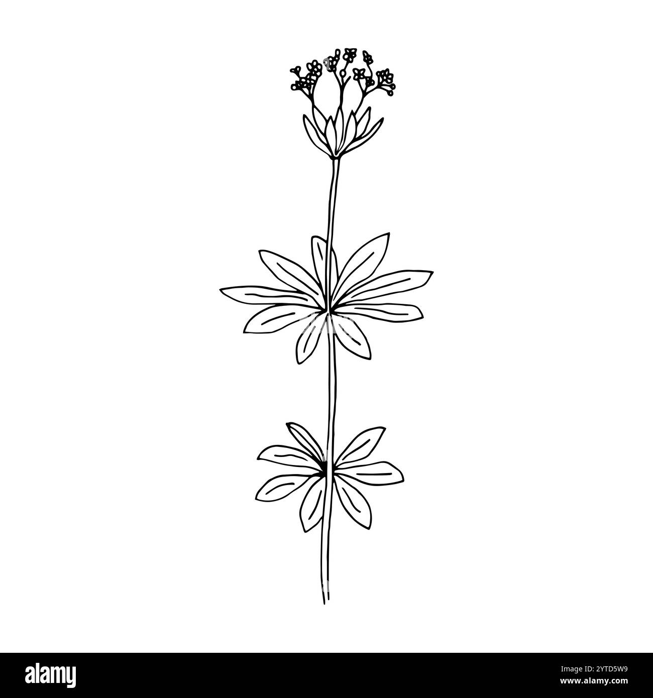 Minimalistic drawing of a plant, floral linear drawing by hand ...