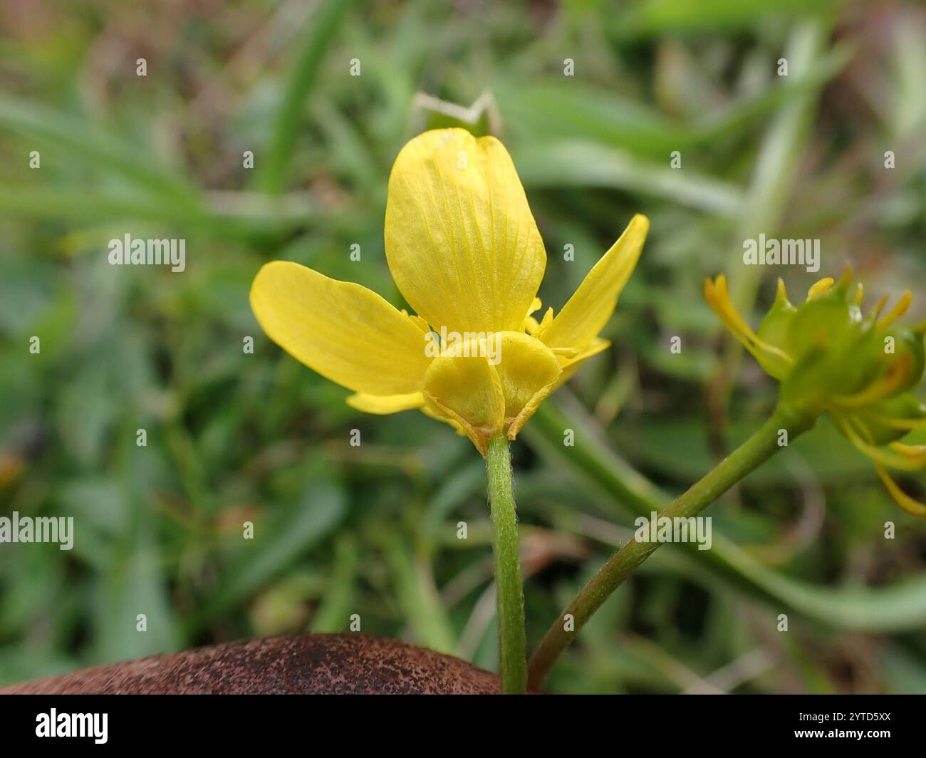 Western Buttercup (Ranunculus occidentalis Stock Photo - Alamy