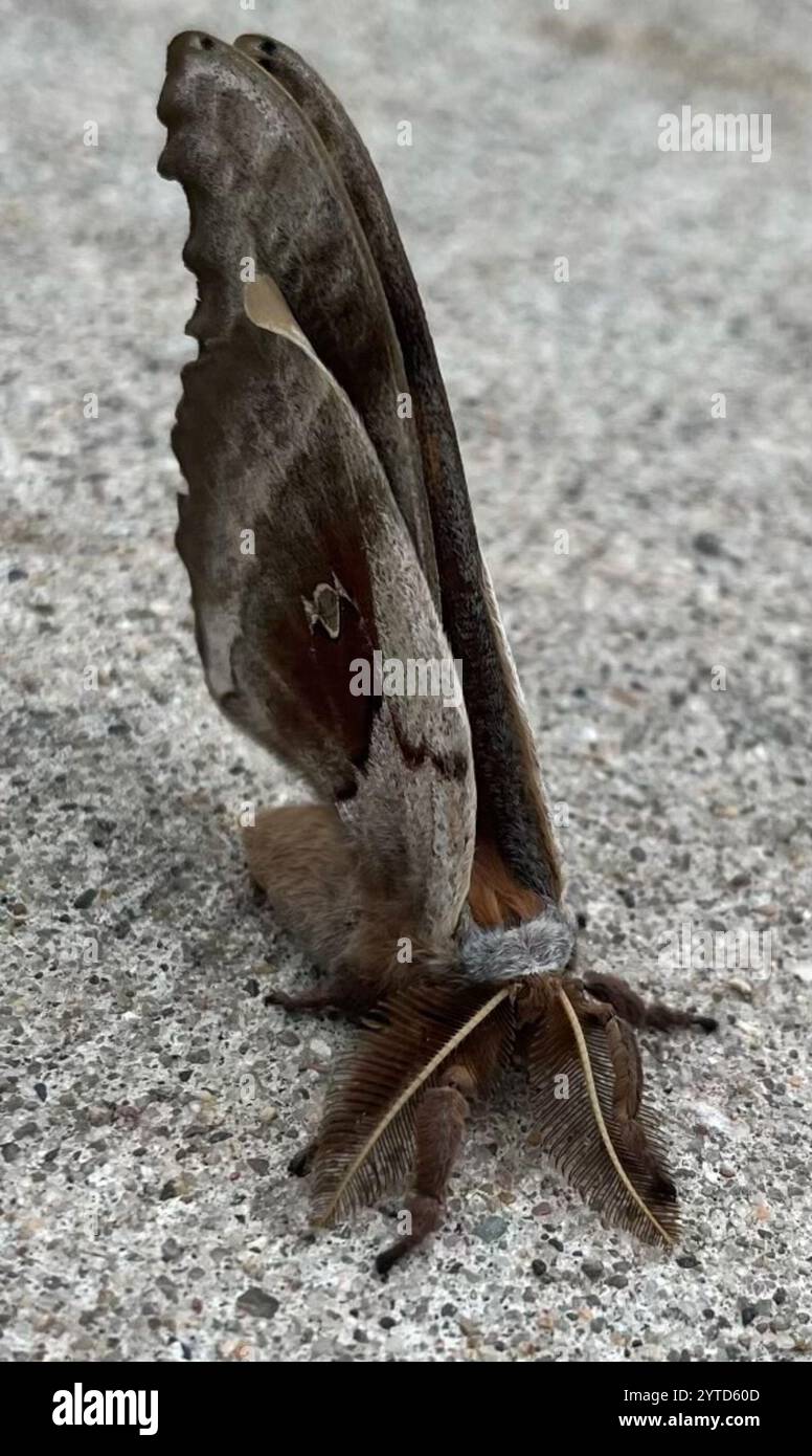 Polyphemus Moth (Antheraea polyphemus Stock Photo - Alamy