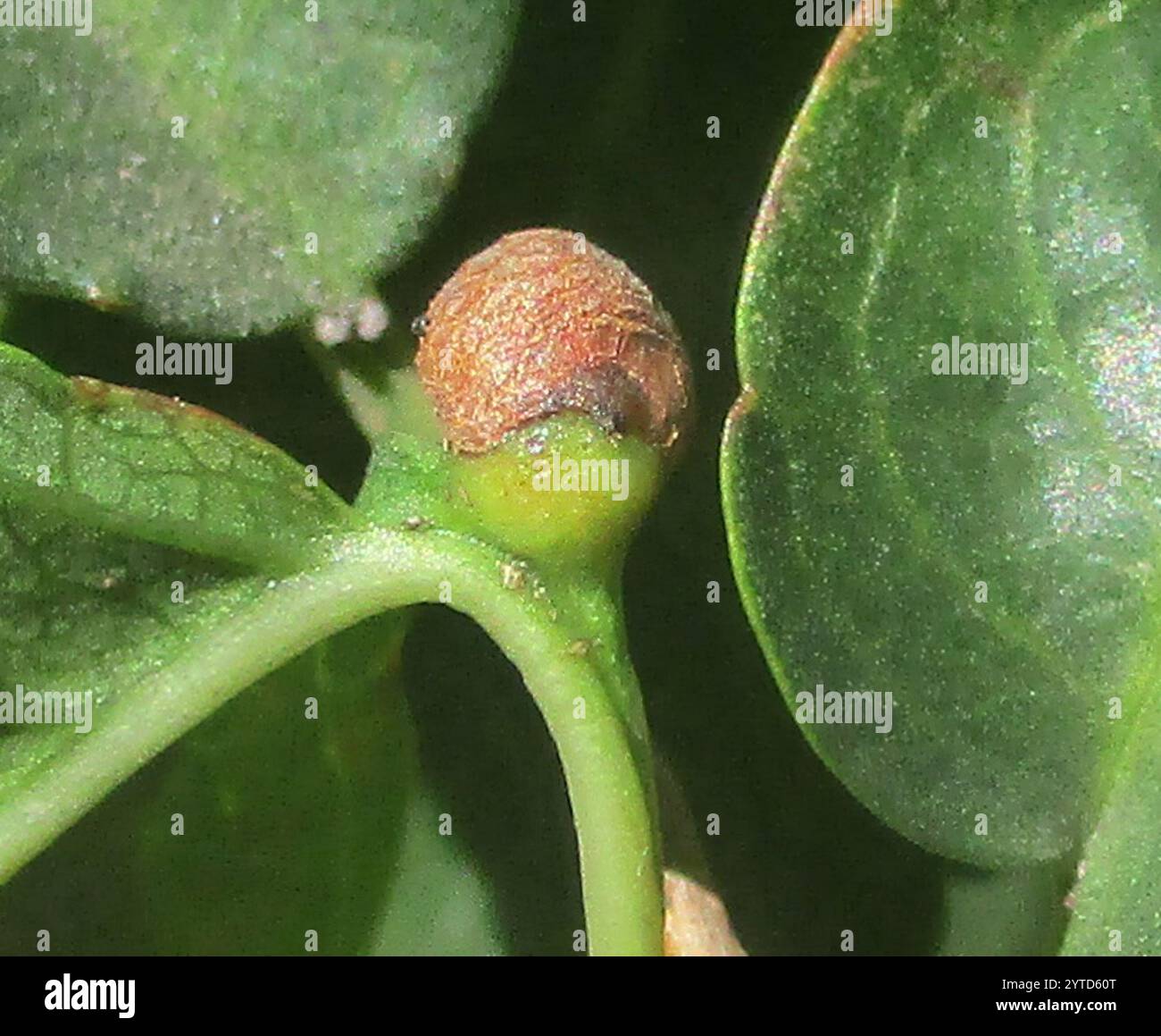 tamboti (Spirostachys africana Stock Photo - Alamy