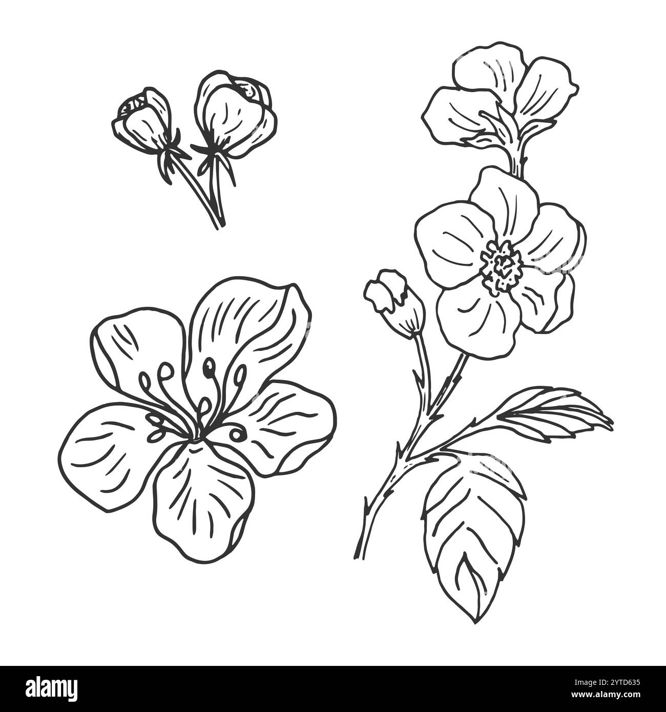 Linear drawings with flowering branches and flowers. Botanical hand ...