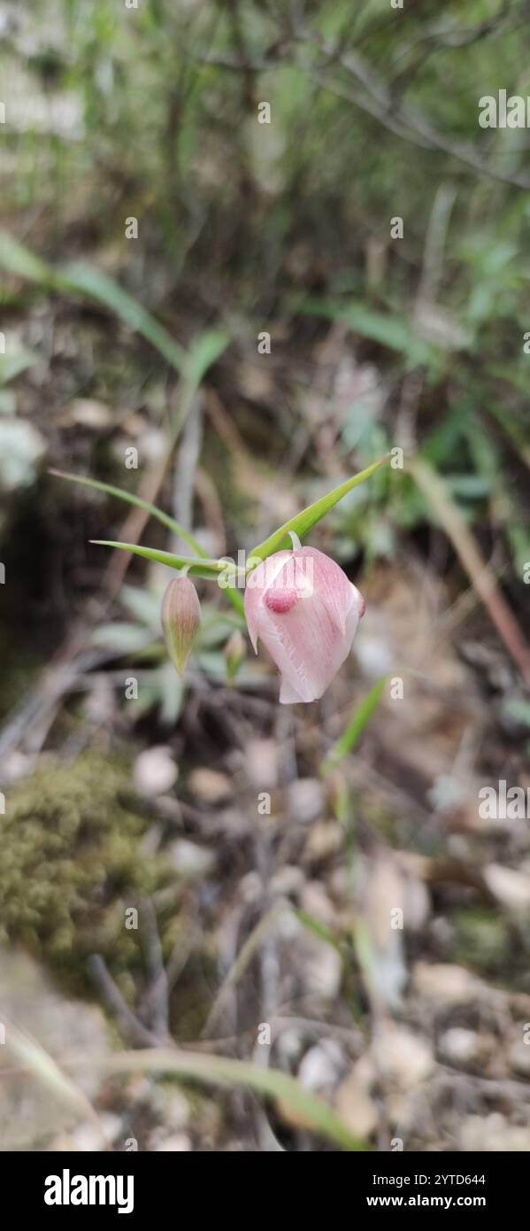 White Globe Lily (Calochortus albus Stock Photo - Alamy