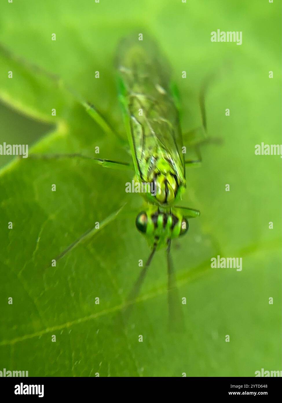 Twin-spotted Rhogogaster (Rhogogaster punctulata Stock Photo - Alamy